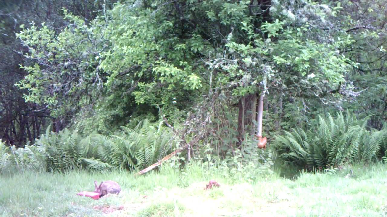 Rabbit on salt block.MP4 - YouTube