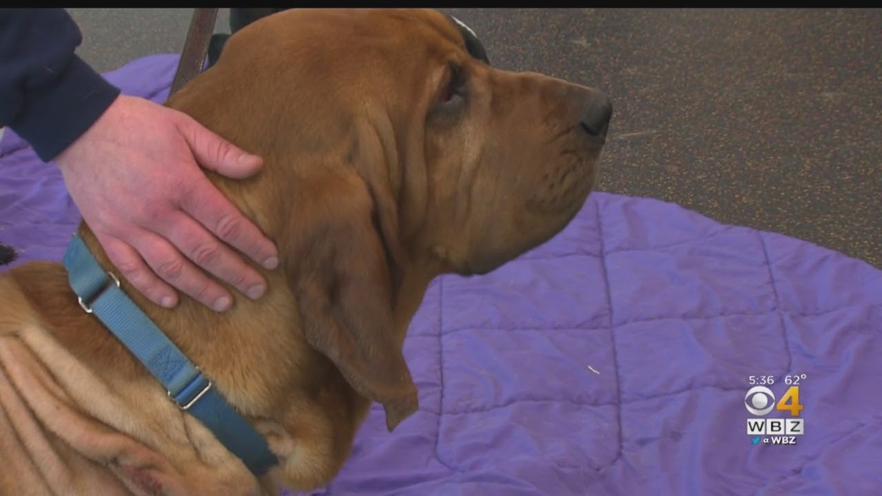 'Wonderful' Police Bloodhound That Lost Leg To Cancer Can't Work, Needs ...