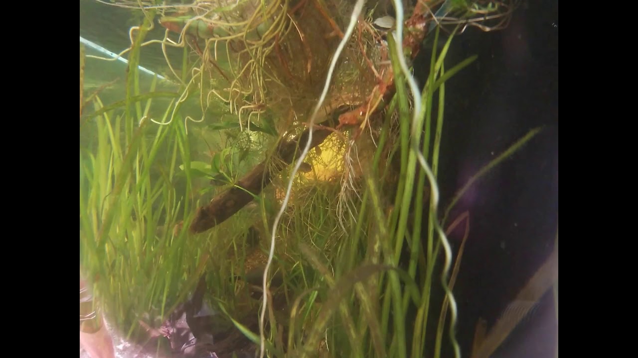 Vallisneria blooming - YouTube
