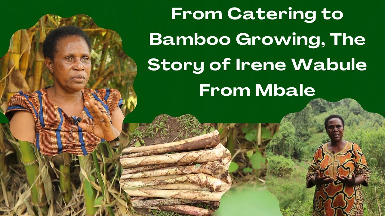 From Catering to Bamboo (Maleewa) Growing, The Story of Irene Wabule ...