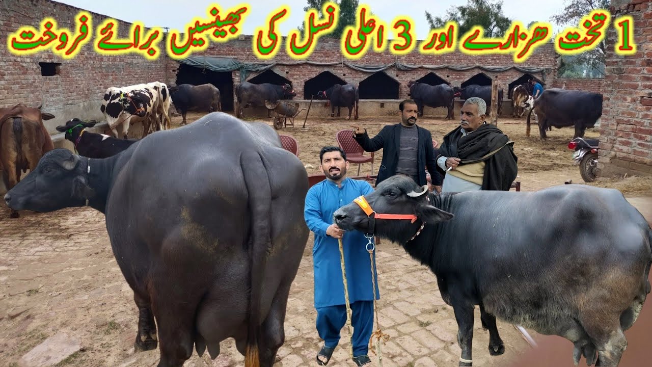 ریحان کوڈو آزاد بھائی4 اعلی نسل کی بھینسیں برائے فروخت|Azeem Anjum Rajpoot|Vlog - YouTube