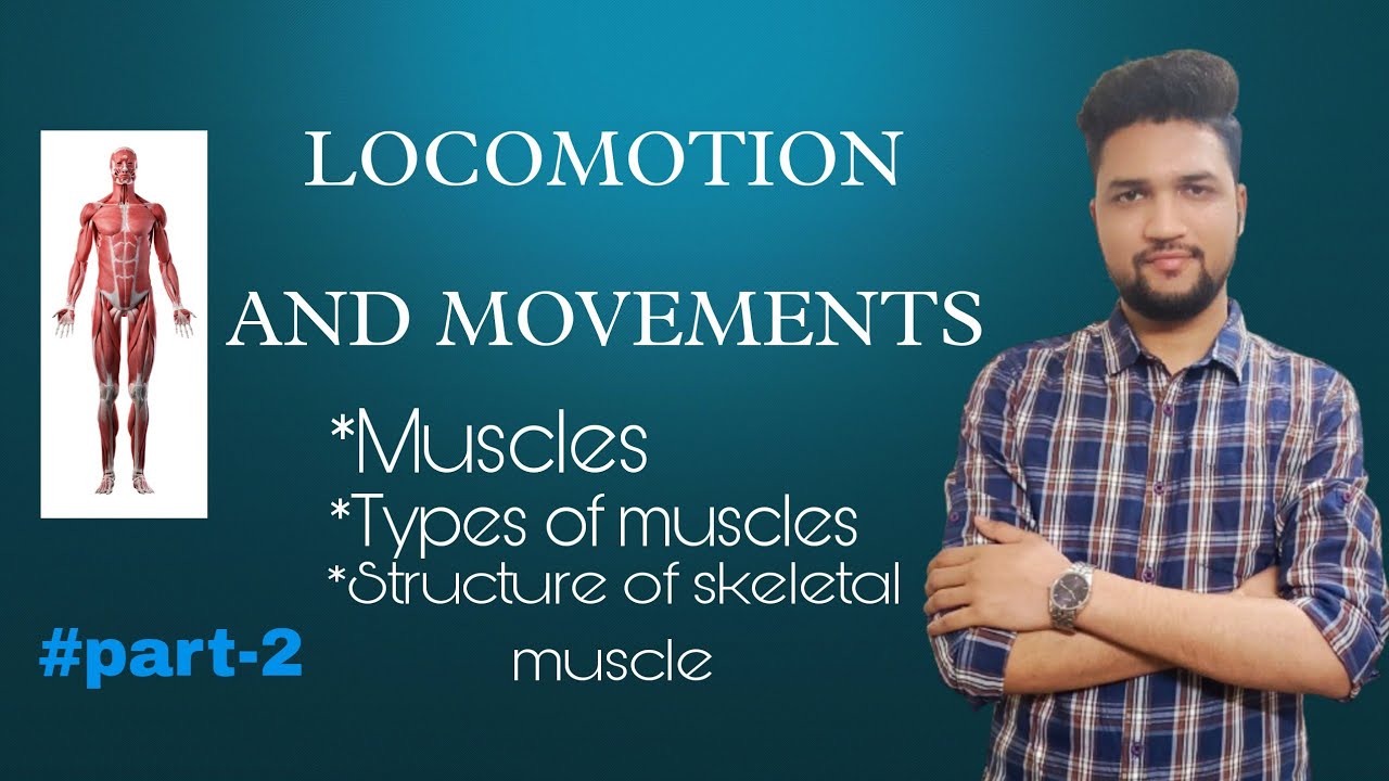 Types of muscle || Composition of skeletal muscle || Locomotion and ...