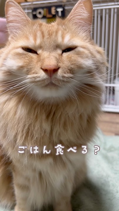 【ネコと会話】びやーーって逃げてきました笑 #shorts #ねこと会話 #しゃべる猫 #ごはんと言う猫 #ねこ #cat # ...