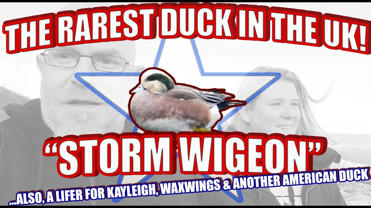 THE RAREST DUCK IN THE UK "STORM WIGEON" a lifer for Kayleigh, Waxwings ...
