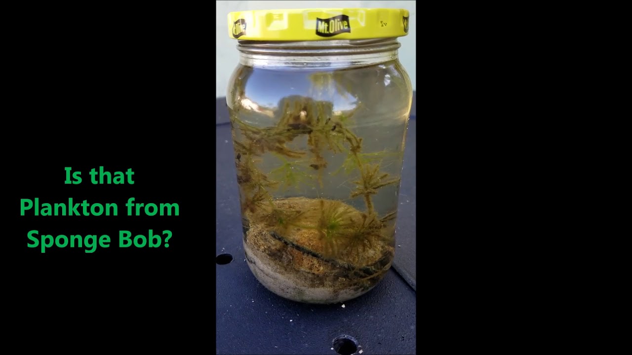 A Pond in a Jar - Self Contained Ecosystem - Biosphere or Ecosphere ...