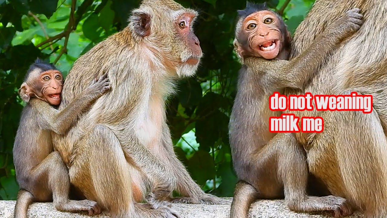 Vegan crying hungry milk trying hug mother Vegas insist milk - YouTube