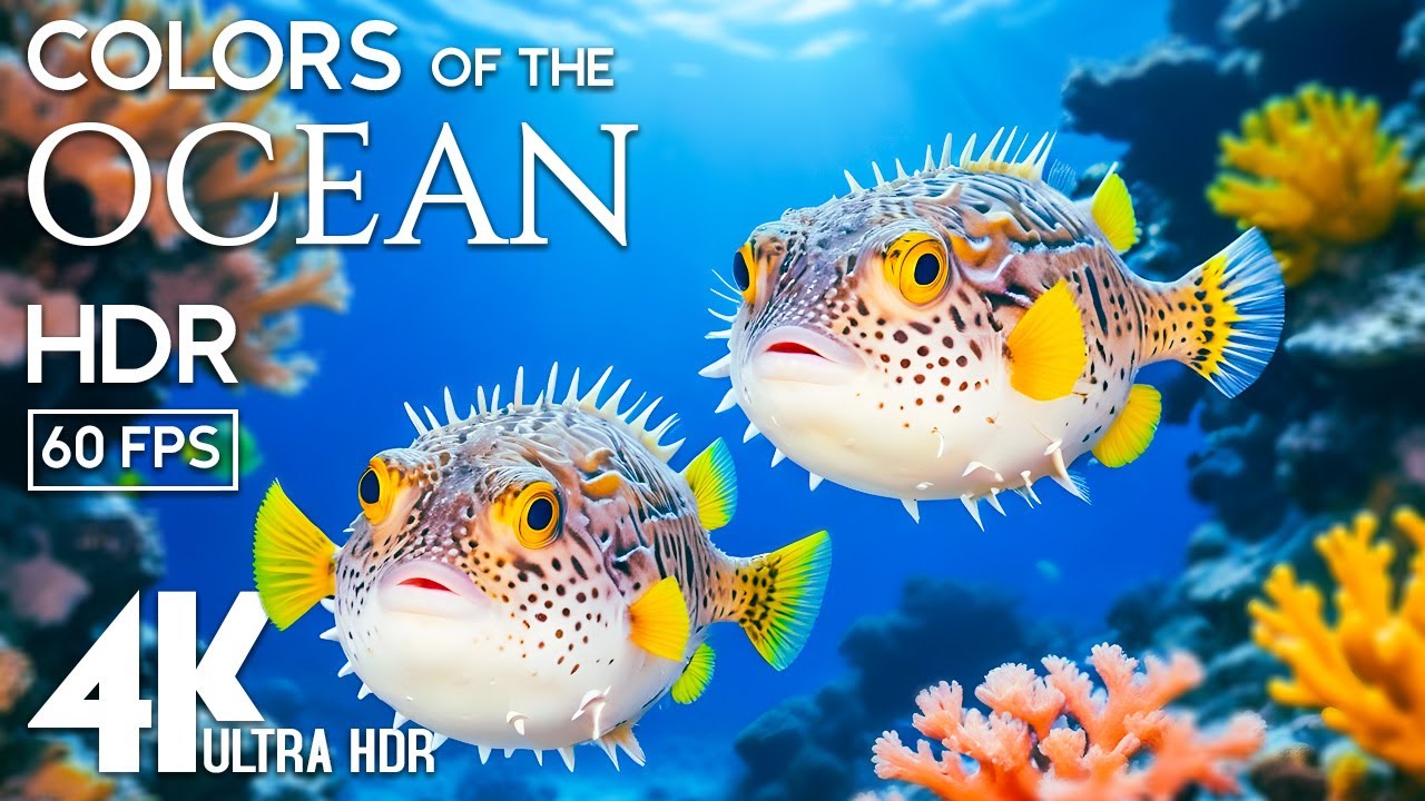 Discover the Most Amazing Aquarium 4K VIDEO 🐠 Colorful Sea Life & Coral ...