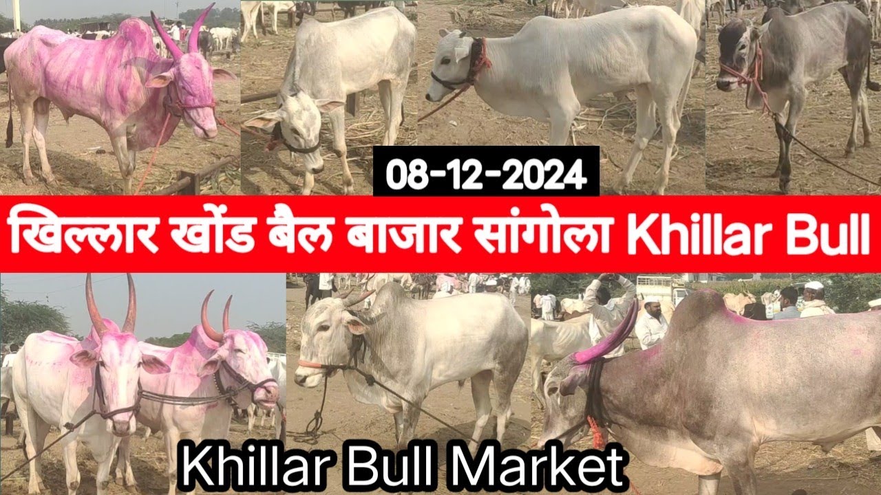 खिल्लार खोंड बैल बाजार सांगोला / Khillar Bull market Sangola / चालू ...