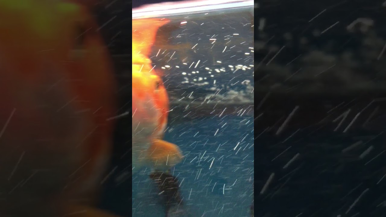 Gold fish with one eye only - YouTube