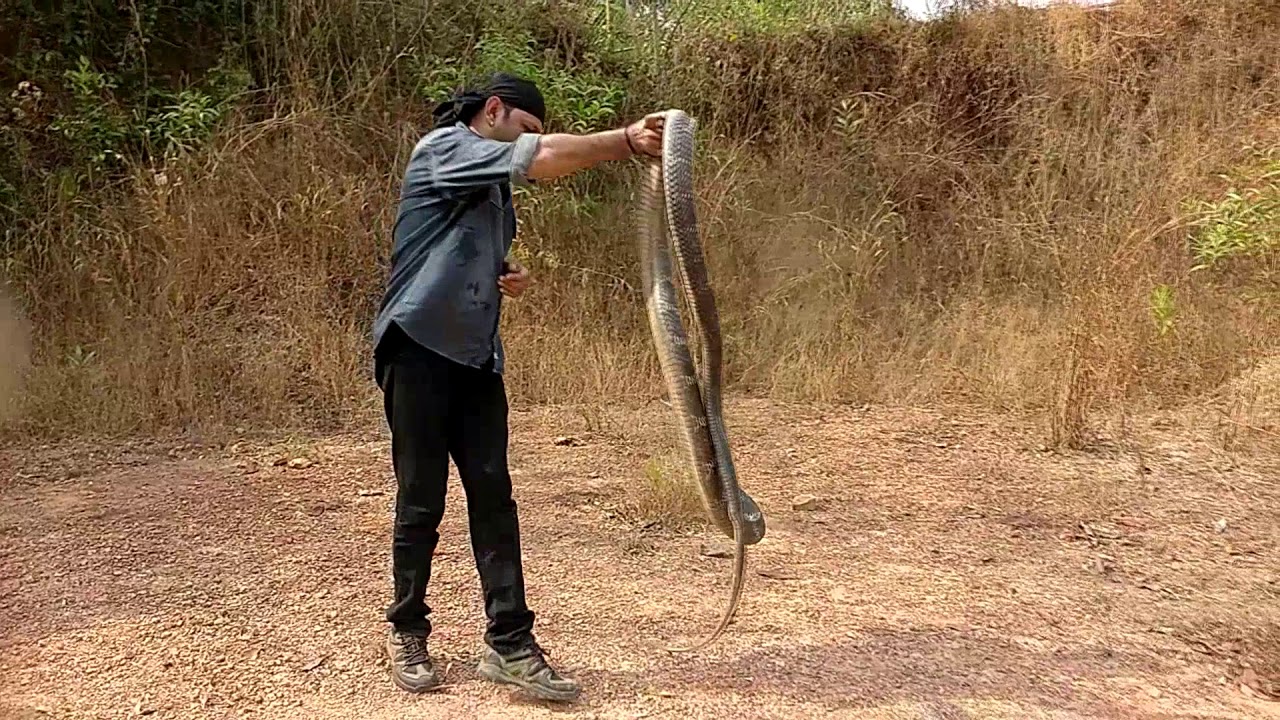 KINGCOBRA rescued by SNAKE JOY,ujire. - YouTube