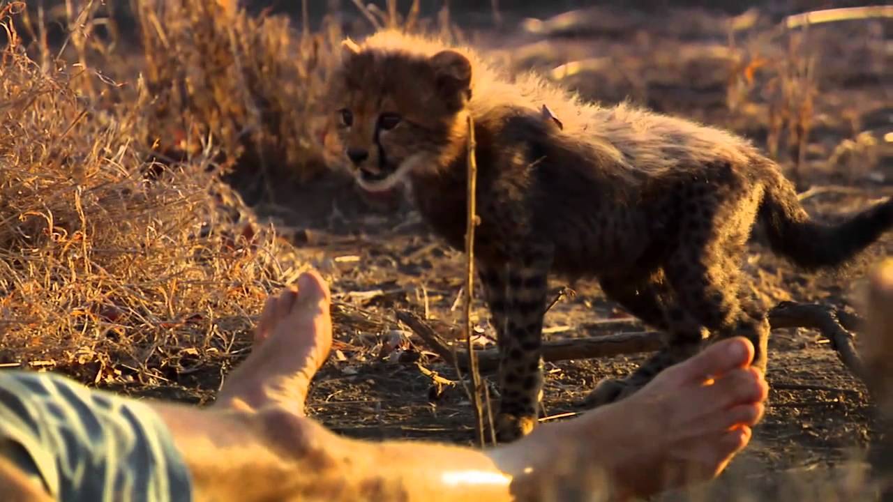 Cheeta Van Dichtbij Diersoort Uitgelicht Het Jachtluipaard Of