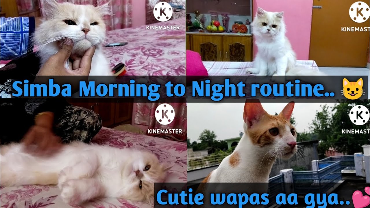 Simba Morning to Night routine... || Cutie wapas aa gaya.. - YouTube