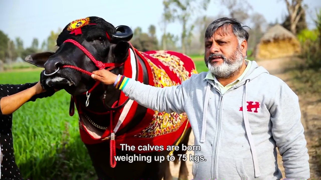 India s Super Bull Yuvraj Father of 150 000 Calves OMG! Yeh Mera India ...