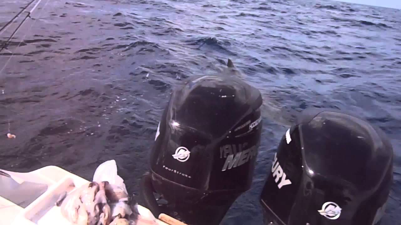 grate white shark 6M - YouTube