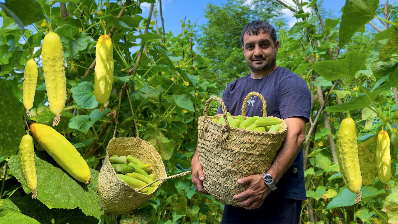 A BUSY BUT PEACEFUL DAY IN THE VILLAGE | HARVESTING CUCUMBER AND MAKING ...
