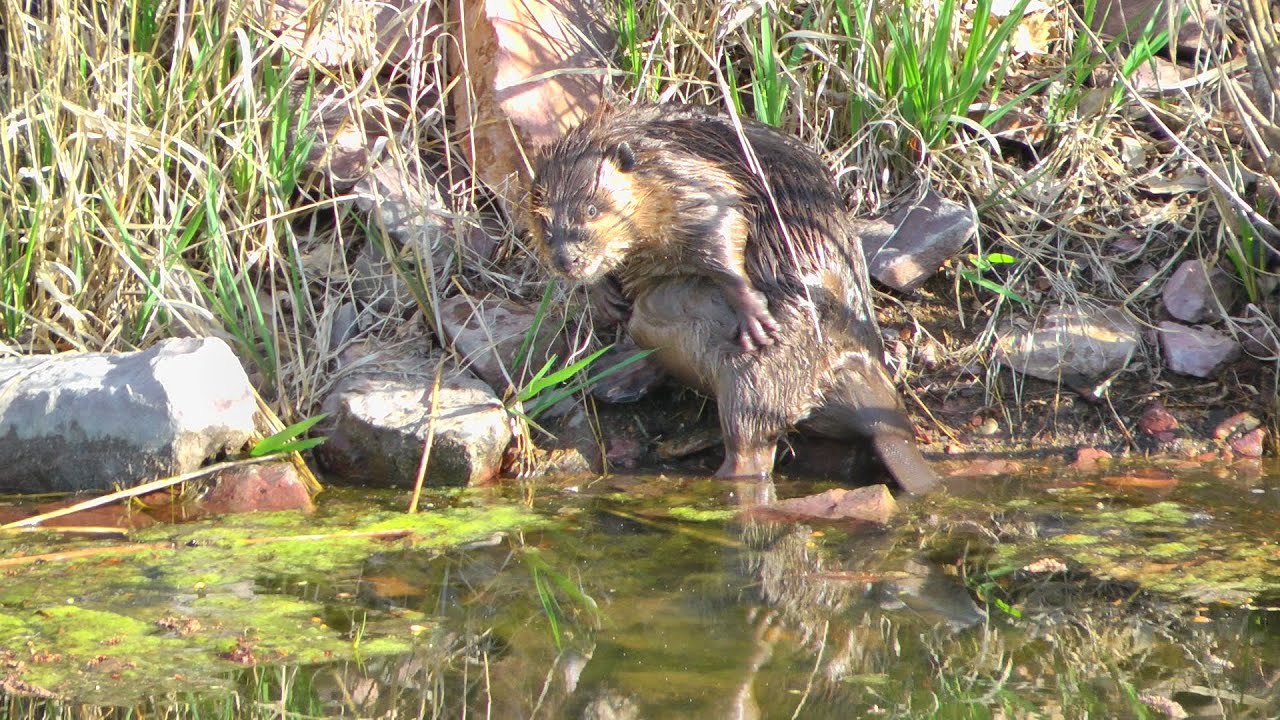 Beaver bathing in a canal West lake Okoboji, Spirit Lake Iowa - YouTube