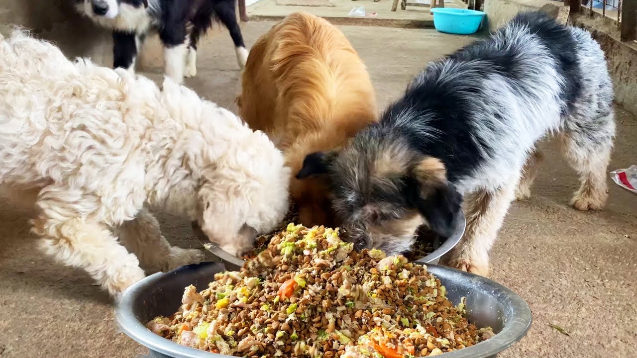 To Welcome The New Year, I Cooked A Meat Feast For Stray Dogs - YouTube