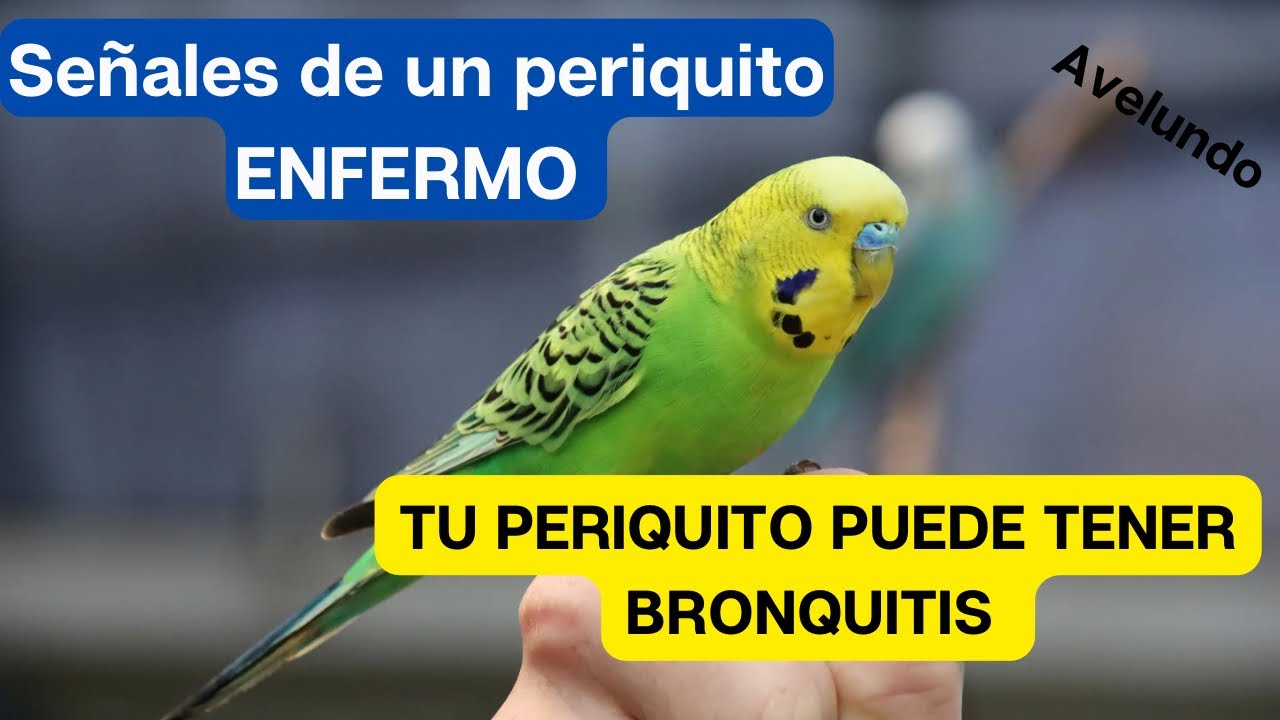 Como saber si mi periquito está enfermo y que enfermedad puede tener ...
