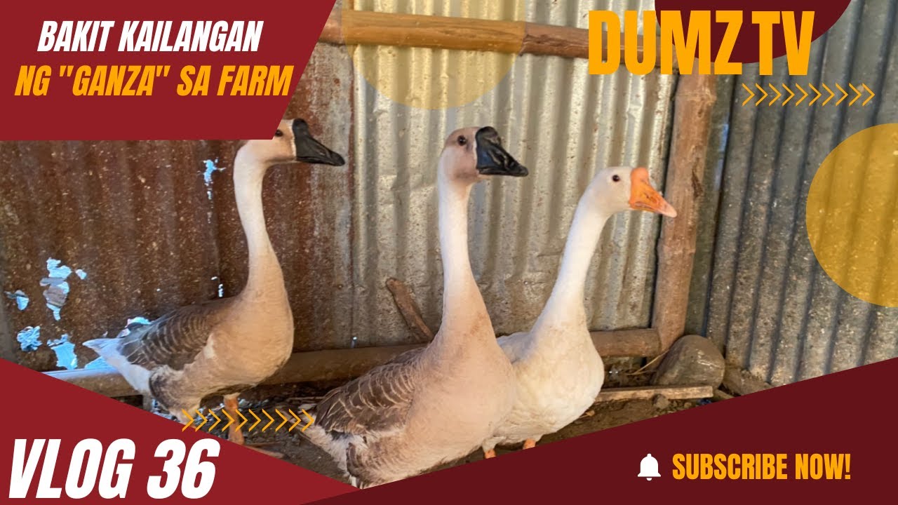 Bakit Kailangan ng "GANZA" sa Farm (DUMZ TV VLOG 36) - YouTube