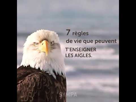 L'aigle - YouTube