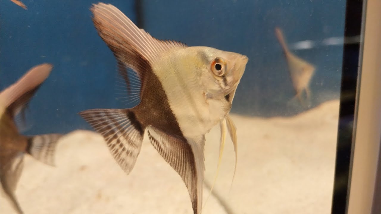 Nytt hos Kungälvs Akvarium: Scalare "Bicolor" - YouTube