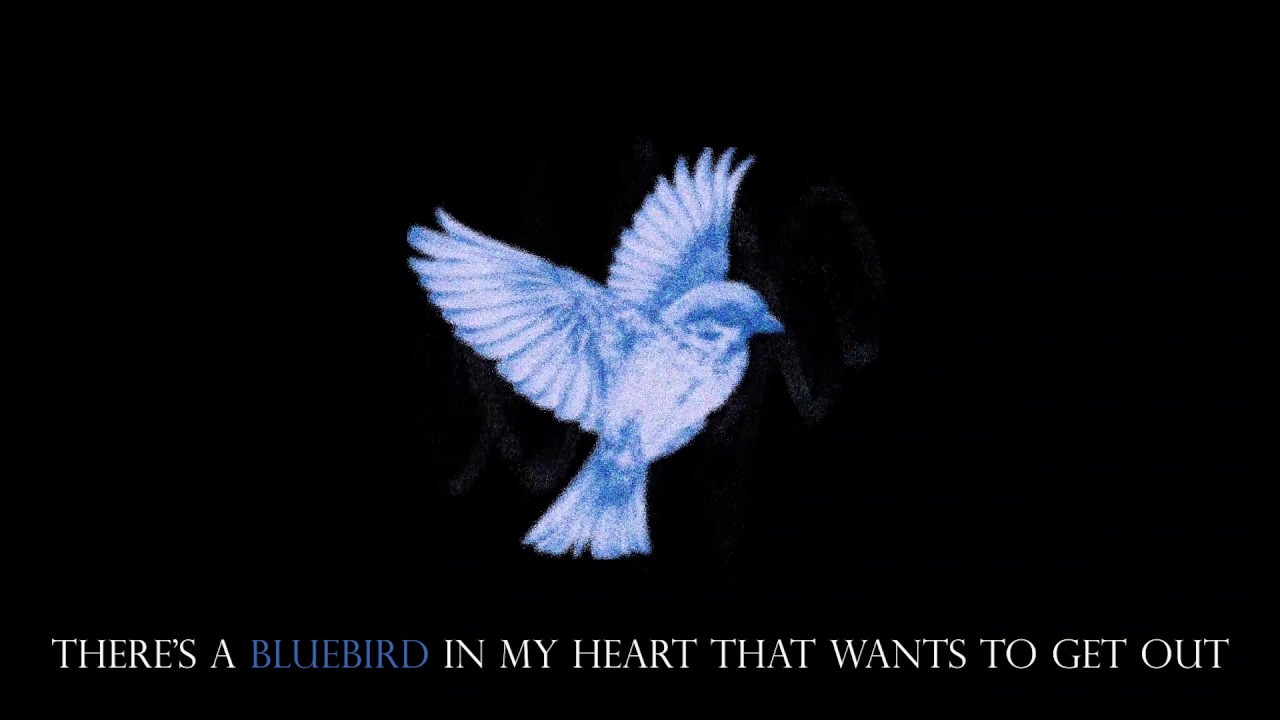 Bluebird Charles Bukowski - YouTube