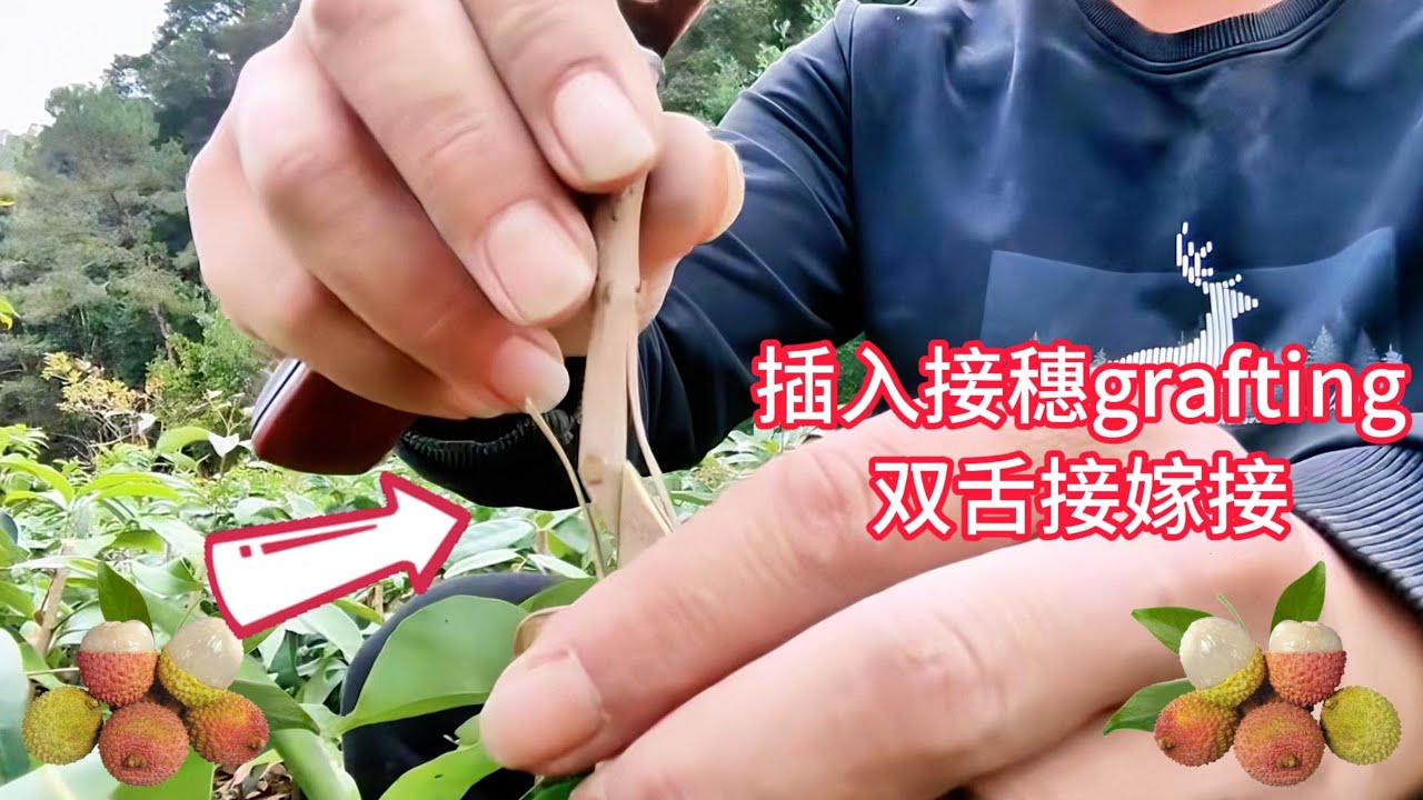 荔枝果樹嫁接技巧，30秒教你學會果樹嫁接技術，此操作過程簡單易學Lychee fruit tree grafting techniques ...