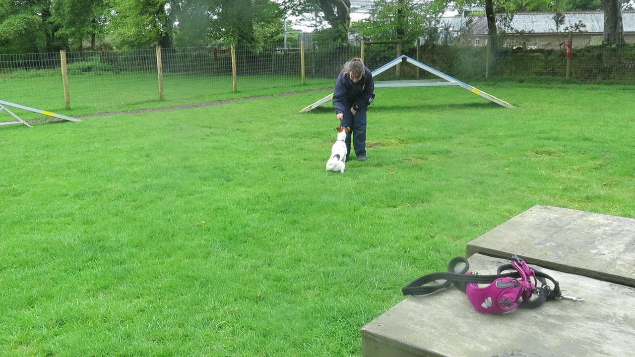 Lily training - YouTube