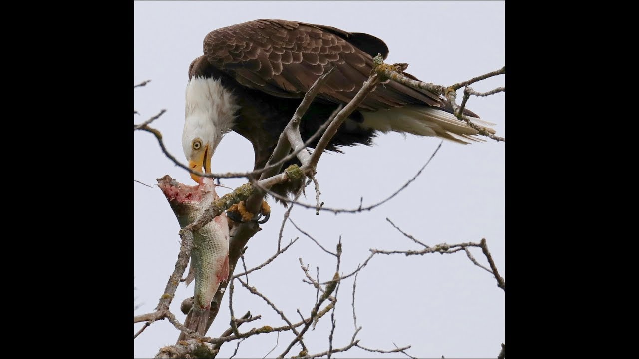 LakeCasitasEagles~One Huge & Headless Fish TOO Heavy; C11 Takes Short ...