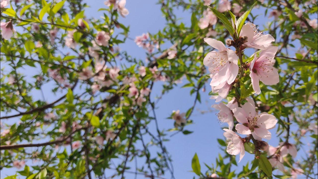 Beautiful Peach tree Flowers | Pollination - YouTube
