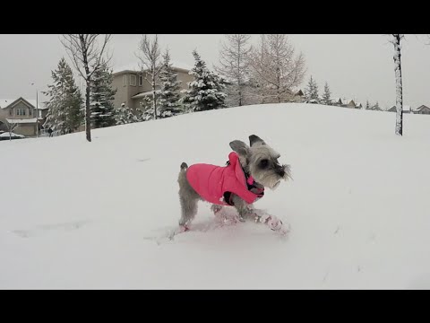 Miniature Schnauzer - First Snow - YouTube