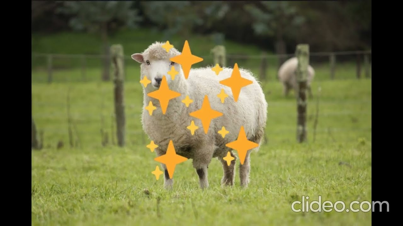 baddie sheep - YouTube