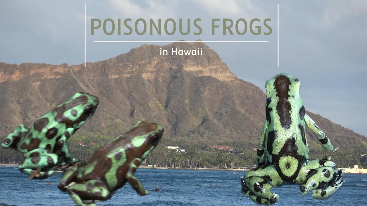 Poisonous Frogs in Hawaii!! - YouTube