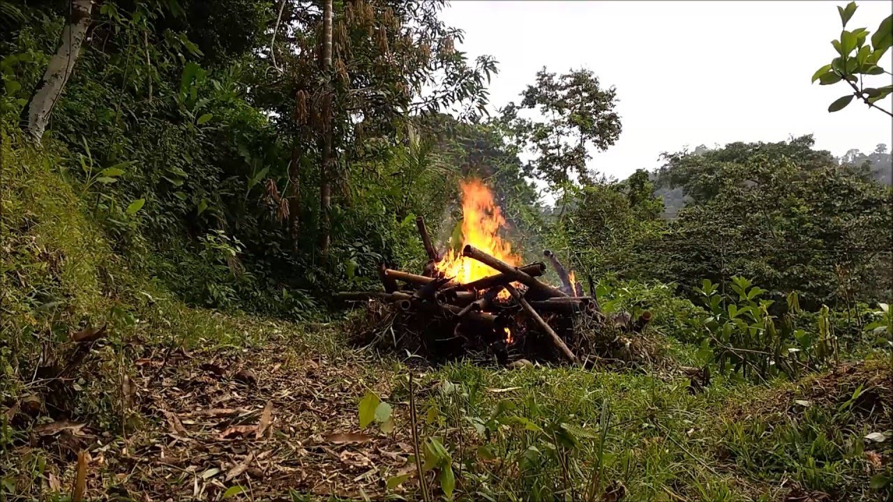 Bamboo Explosion (Tropical Hint 2016) - YouTube