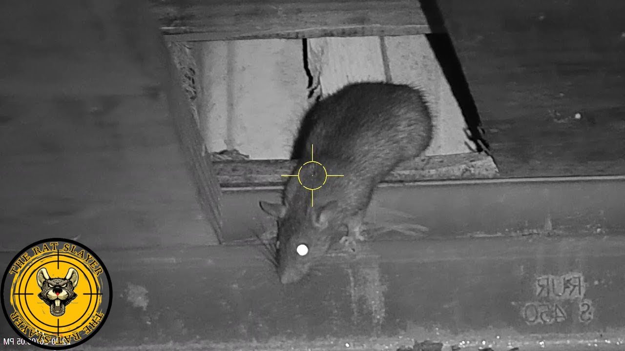 Night Rat killing | Night vision shooting | The Rat Slayer - YouTube