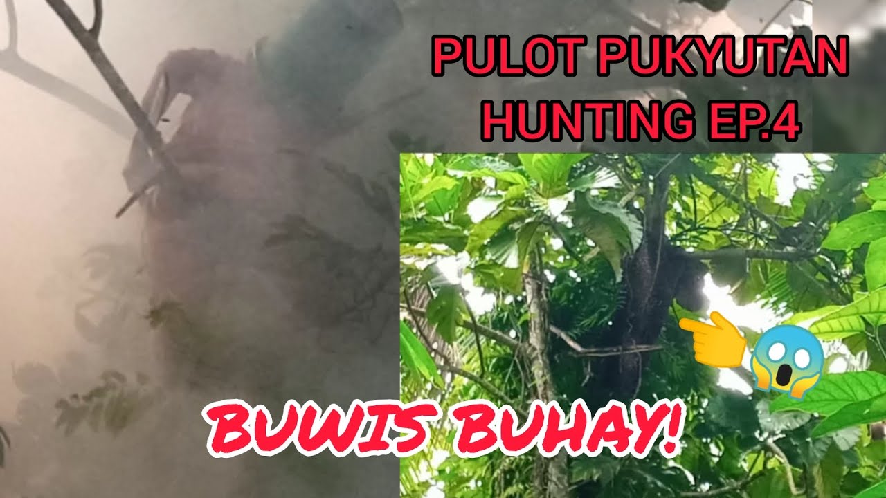 PULOT PUKYUTAN HUNTING EP.4 | BUWIS BUHAY ANG PAG-AGYAT SA MATAAS AT ...