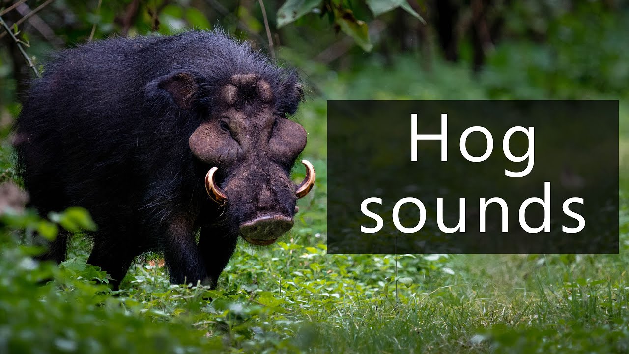 The curious sounds of the Giant forest hog - YouTube