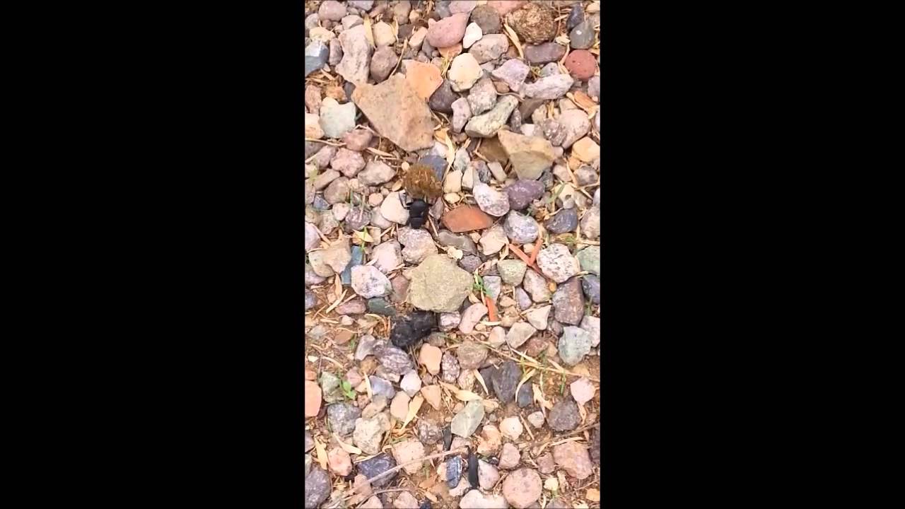 Poo Pusher - YouTube