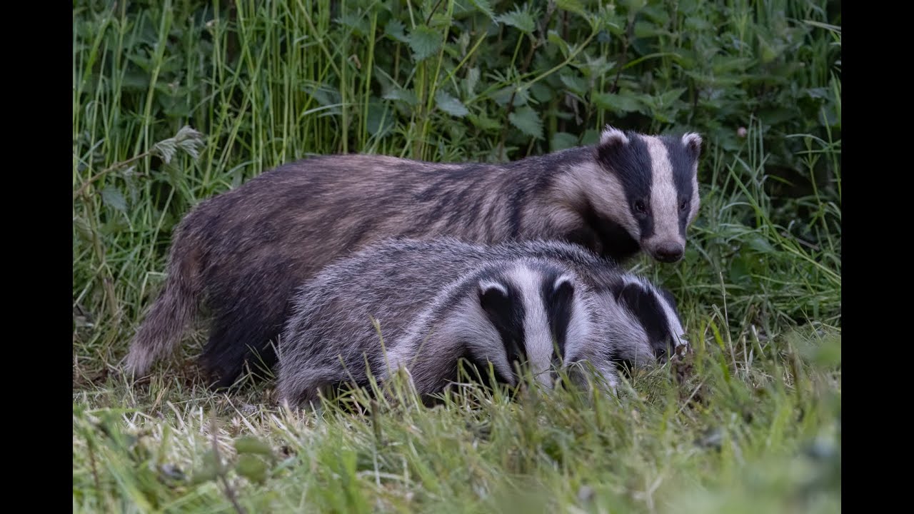 Badger Family - YouTube