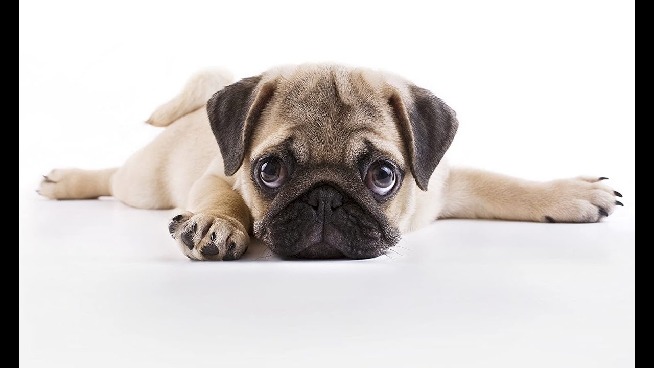 Pug ear cleaning instruction - YouTube