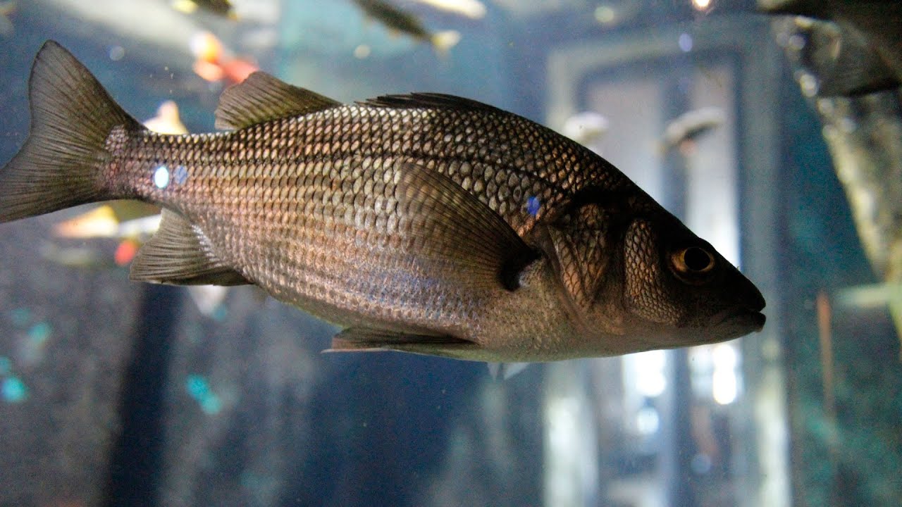 Sea Otter, Monterey Bay Aquarium Live Webcam, USA - Webcam Galaxy