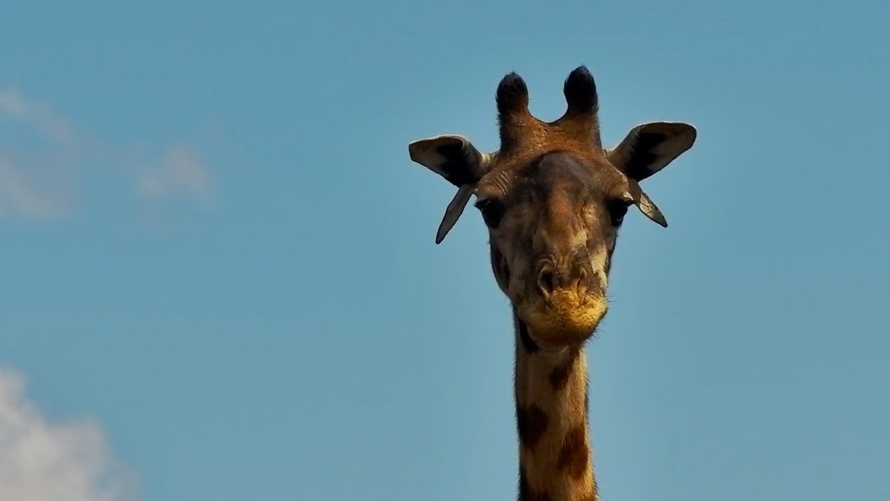 A Weird Looking Giraffe - YouTube