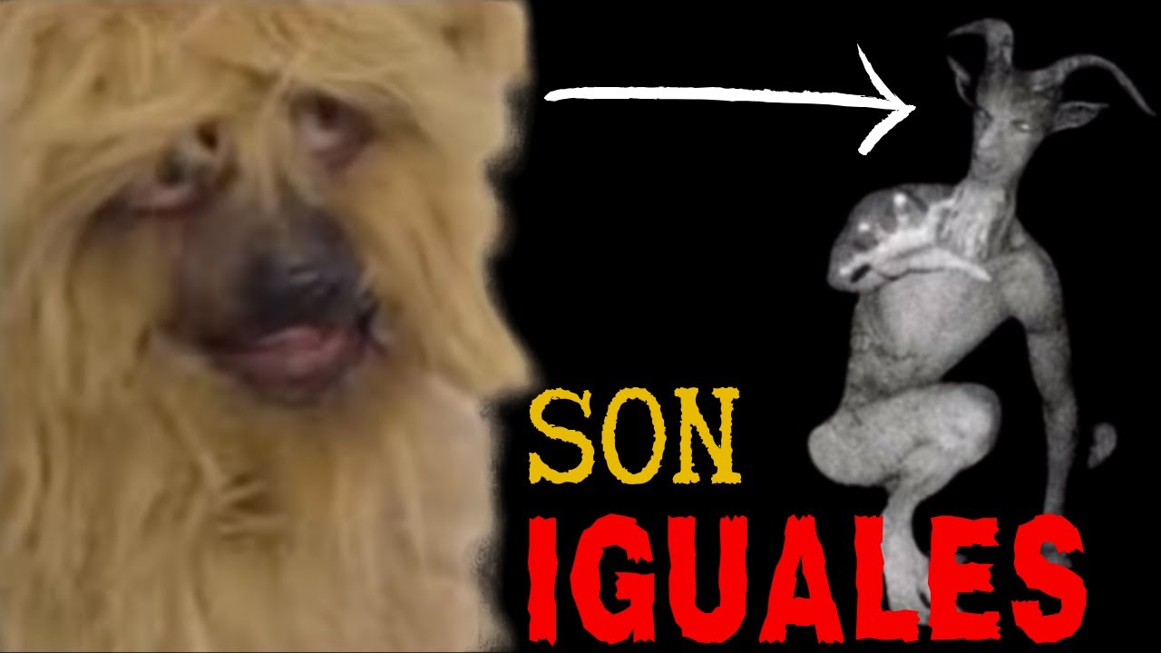 ¡ESTO Está Dentro de Tu 🐩PERRO🐶 ! | Skinwalkers - YouTube