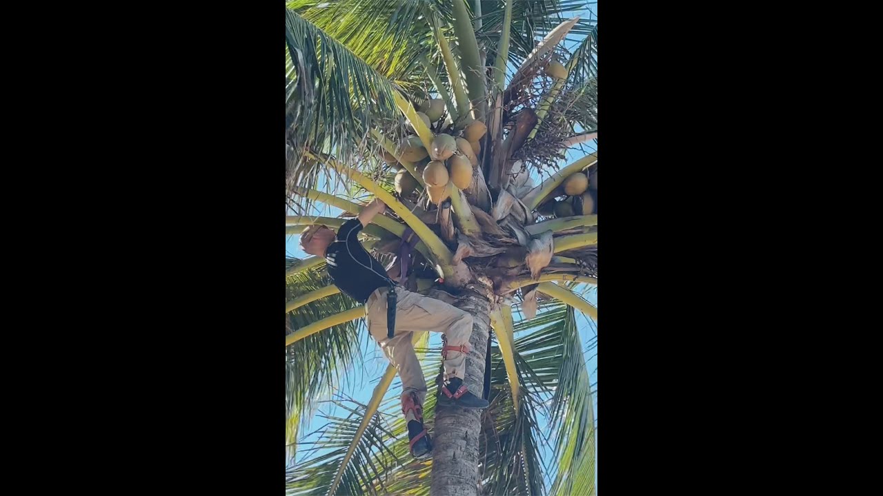 How to climb coconut trees with spikes - YouTube
