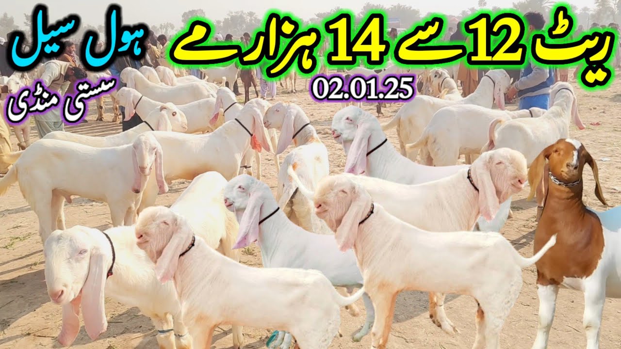 kot chutta bakra mandi ka visit Rajanpuri a black bakre bakrian new ...