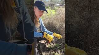 Cutting back Firecracker Plant
