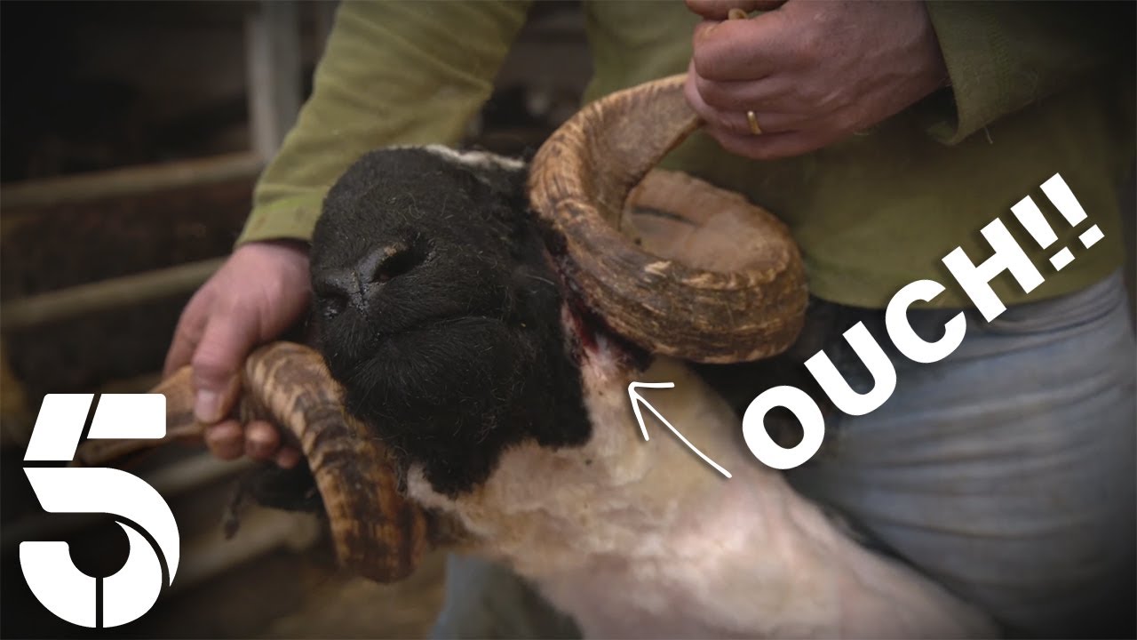 Tending To A Twisted & Overgrown Horn | This Week On The Farm | Channel ...