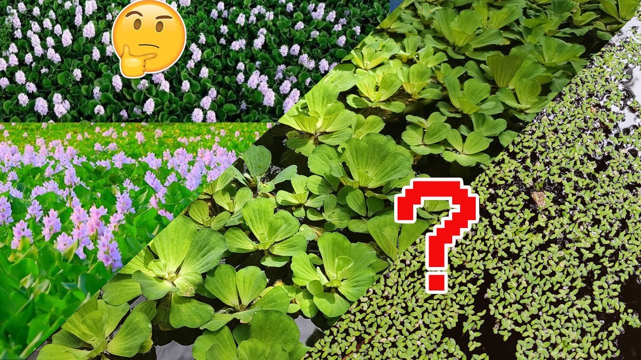 কচুরিপানা/ফেনার ধরণ - Types of Water Hyacinth/Fena/Kochuripana - YouTube