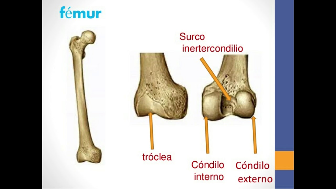 Marcas óseas superficiales - YouTube
