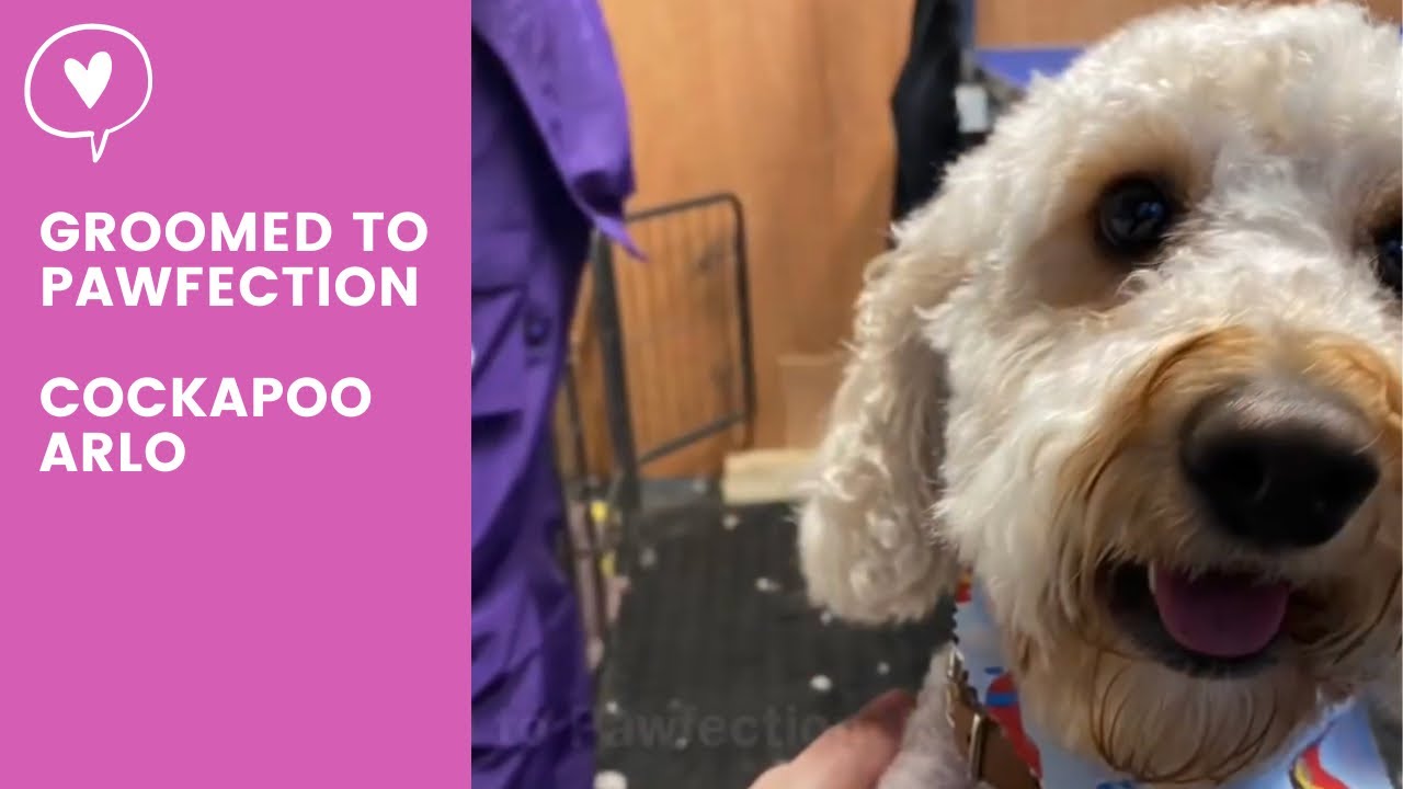 ARLO Cockapoo - YouTube